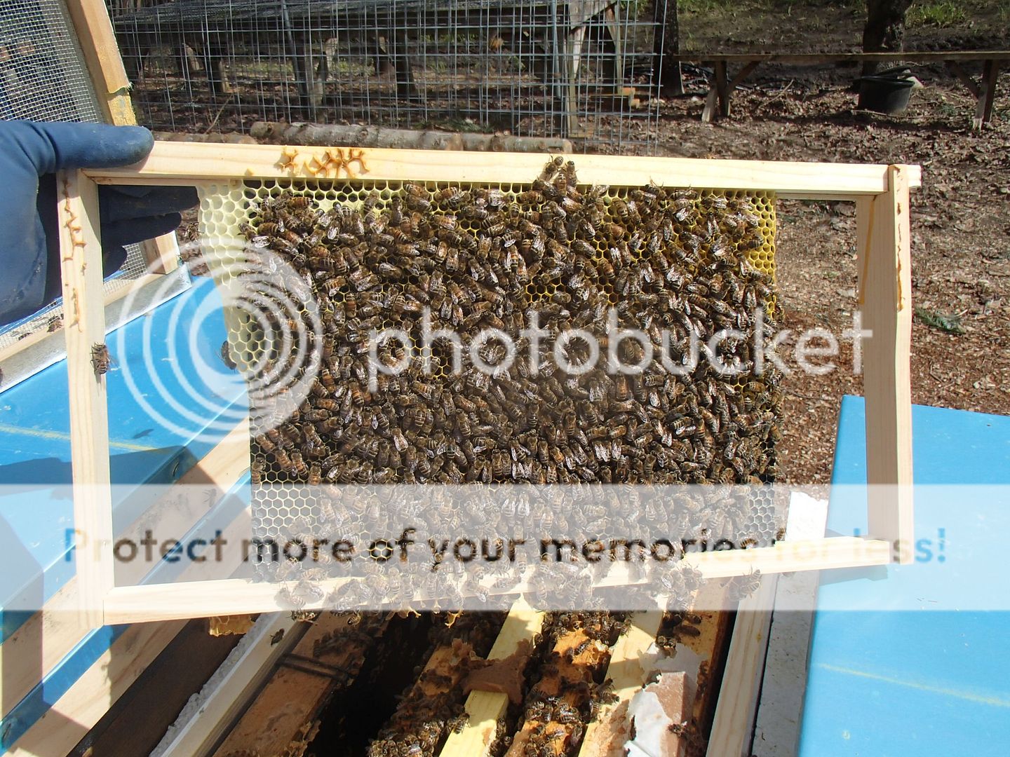 Photos of my partial sheet of foundation in deep frames -experiment | Beesource Beekeeping Forums